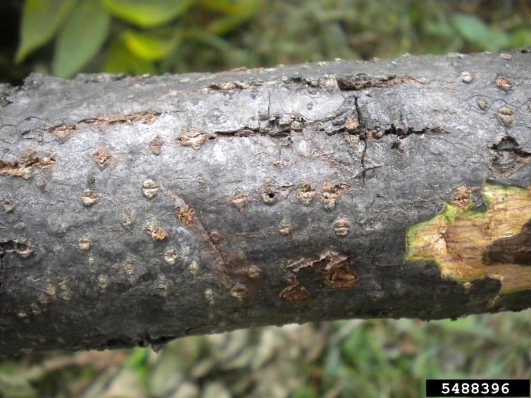 walnut twig beetle (Pityophthorus juglandis Blackman, 1928)