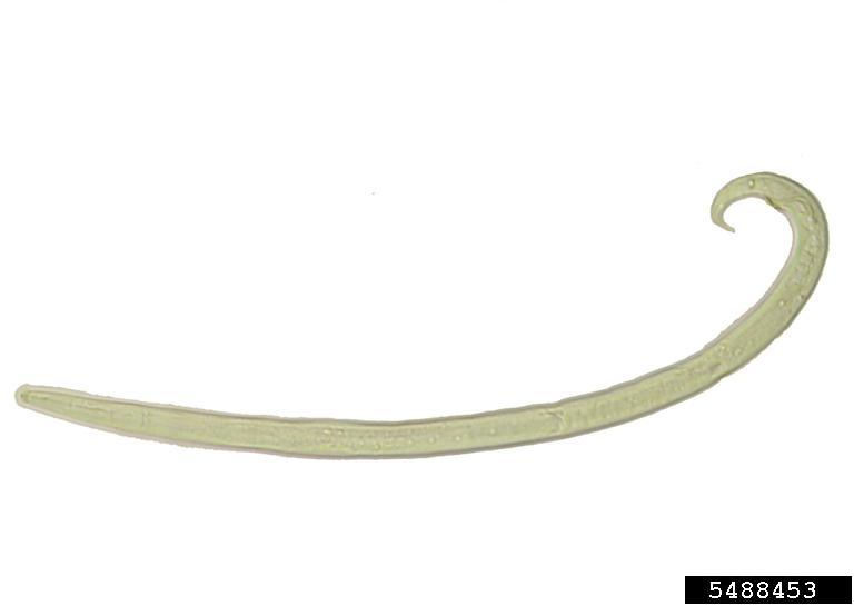 pine wilt nematode (Bursaphelenchus xylophilus (Steiner & Buhrer) Nickle)