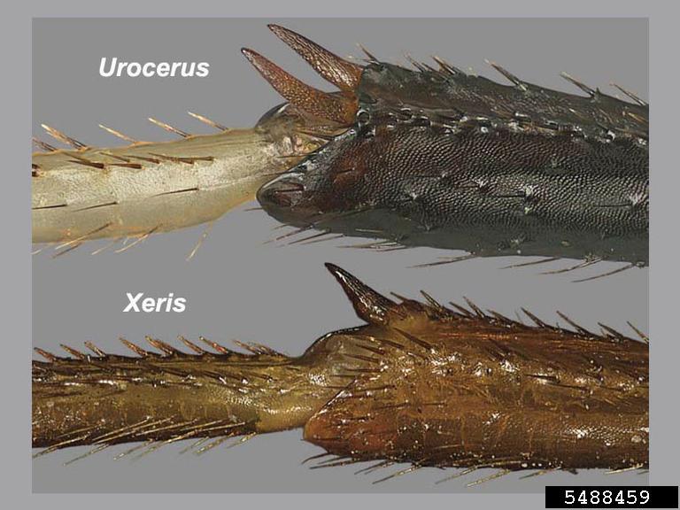 horntails (Family Siricidae)