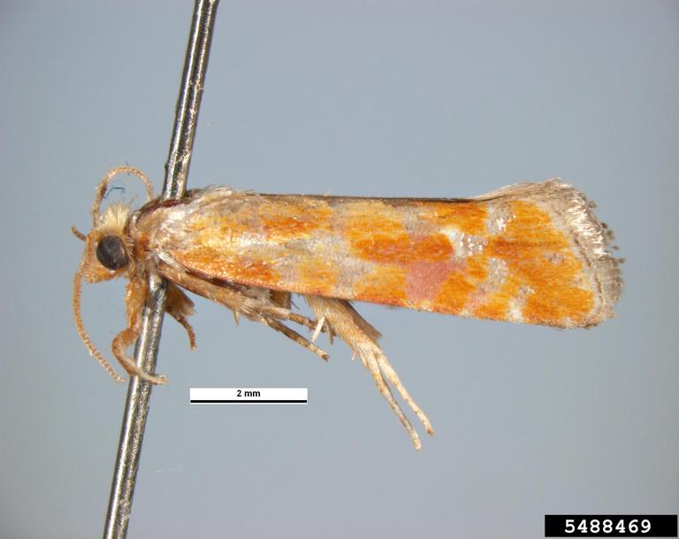 European pine shoot moth (Rhyacionia buoliana ([Denis & Schiffermüller ...