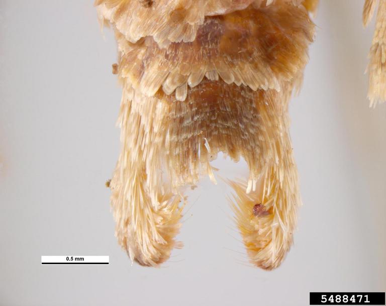 codling moth (Cydia pomonella (Linnaeus))