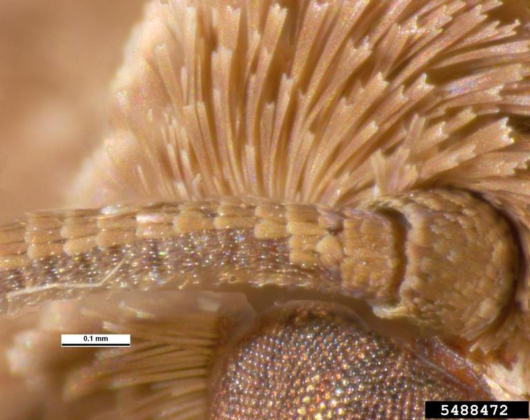 codling moth (Cydia pomonella)