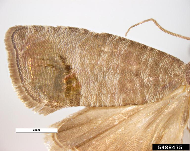 codling moth (Cydia pomonella (Linnaeus))