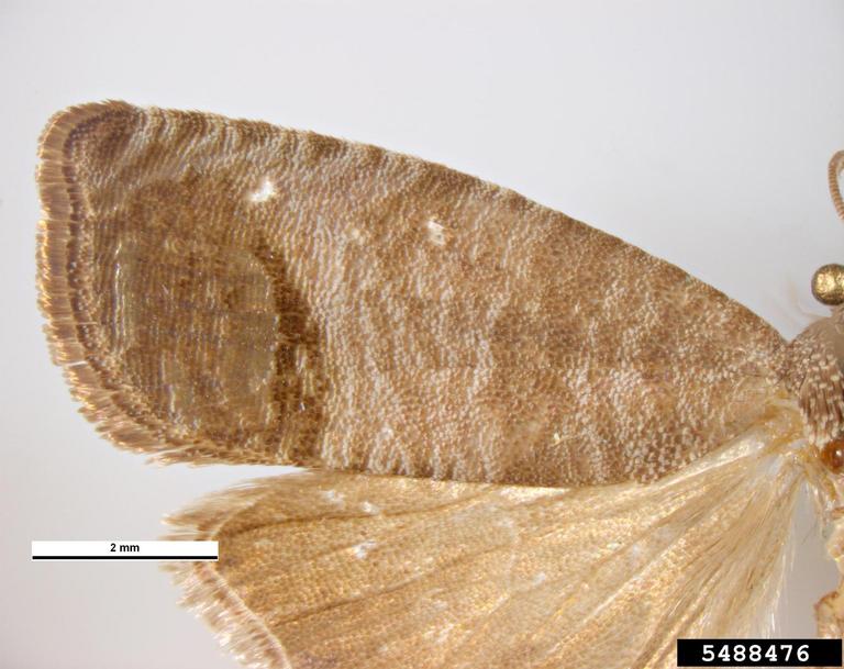 codling moth (Cydia pomonella (Linnaeus))