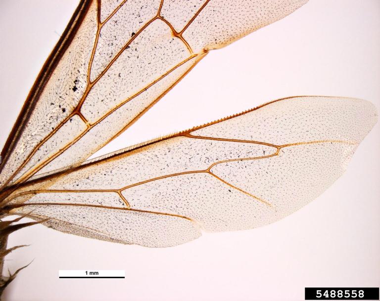 Cape honey bee (Apis mellifera ssp. capensis)