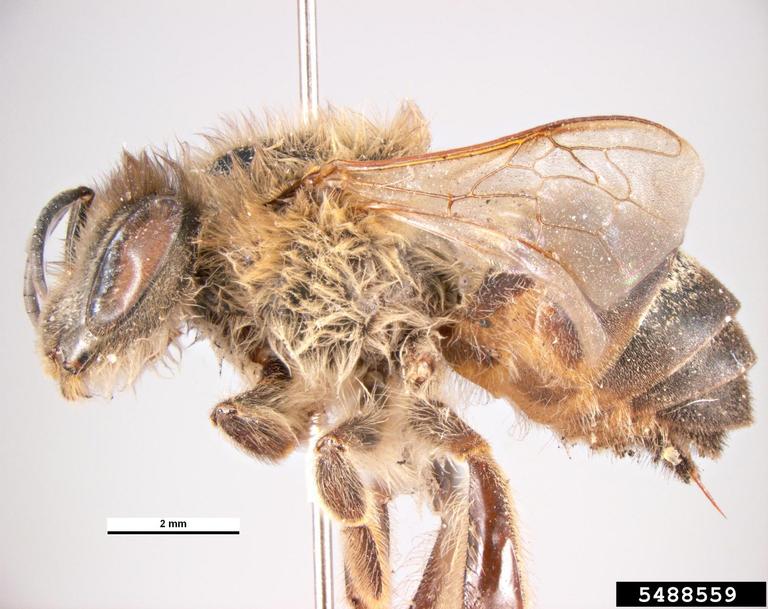 Cape honey bee (Apis mellifera ssp. capensis)