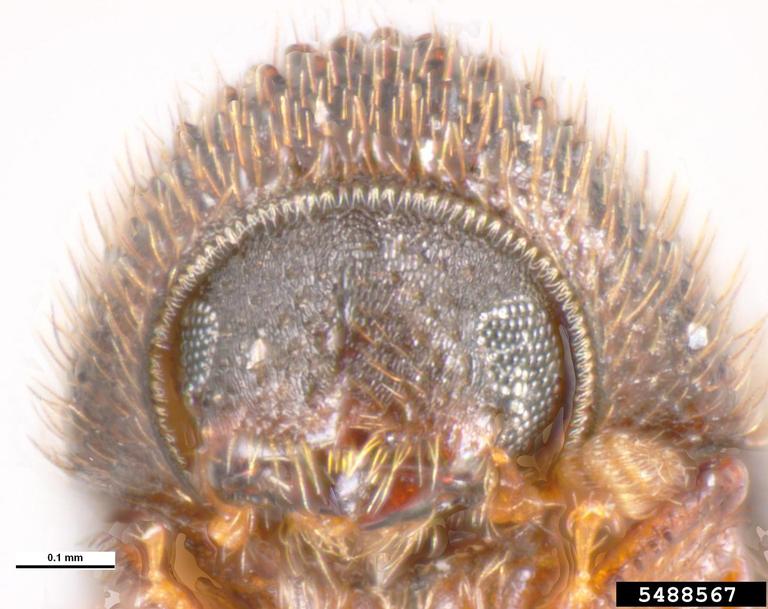 coffee berry borer (Hypothenemus hampei (Ferrari, 1867))