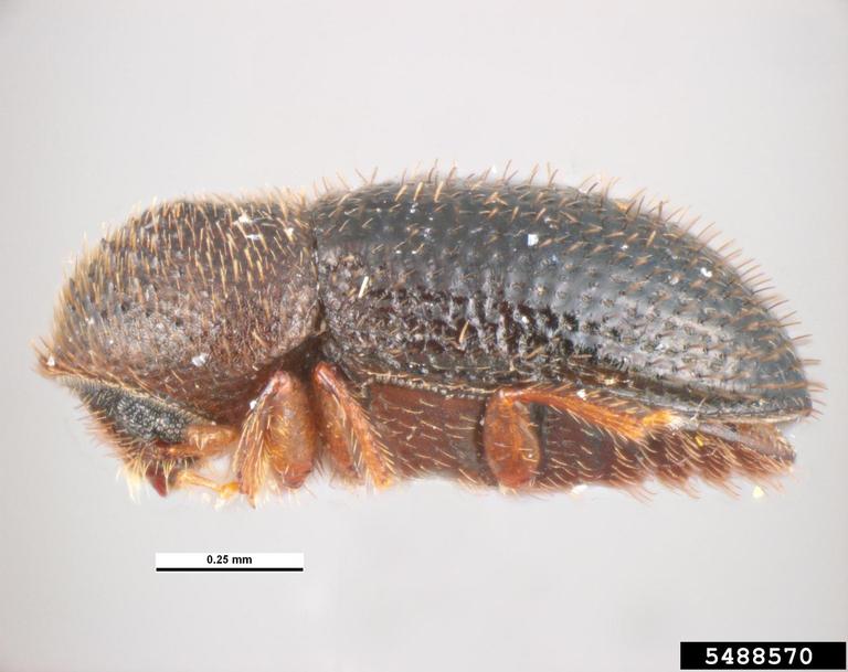 coffee berry borer (Hypothenemus hampei (Ferrari, 1867))