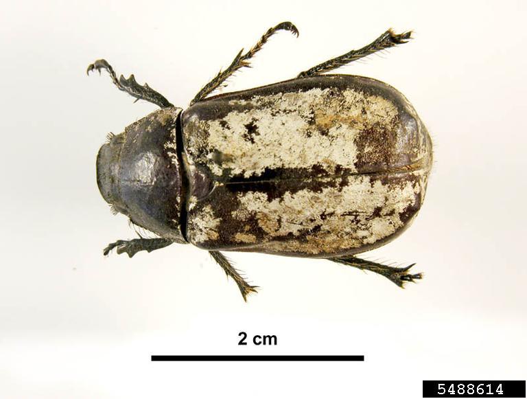 greyback cane beetle (Dermolepida albohirtum (Waterhouse, 1875))