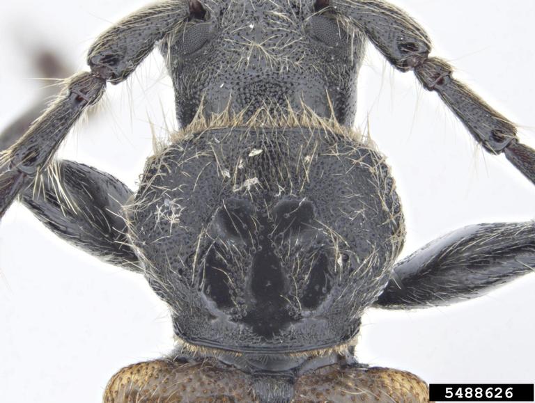 juniper bark borer (Semanotus bifasciatus)