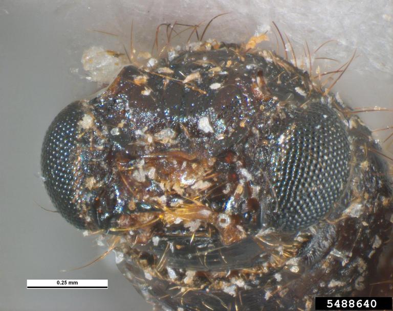 longhorn beetles (Genus Molorchus Fabricius 1792)