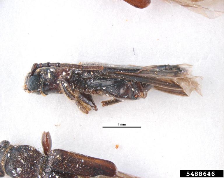 longhorn beetles (Genus Molorchus Fabricius 1792)