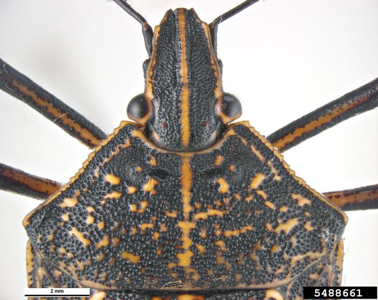 yellow-spotted stink bug (Erthesina fullo (Thunberg))