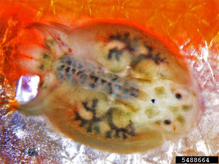 Arguloida; Arguloídeos; Branquiúros (Crustáceos); Argulus; Branchiura ...