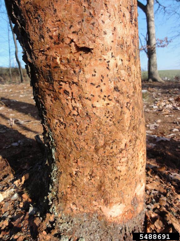 peach bark beetle (Phloeotribus liminaris (Harris, 1852))