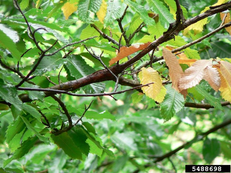 chestnut blight or canker (Cryphonectria parasitica)