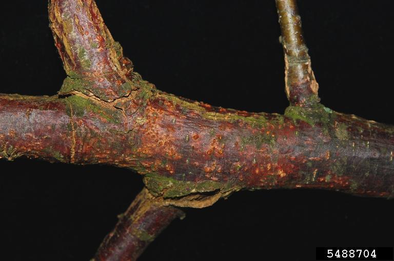 chestnut blight or canker (Cryphonectria parasitica)
