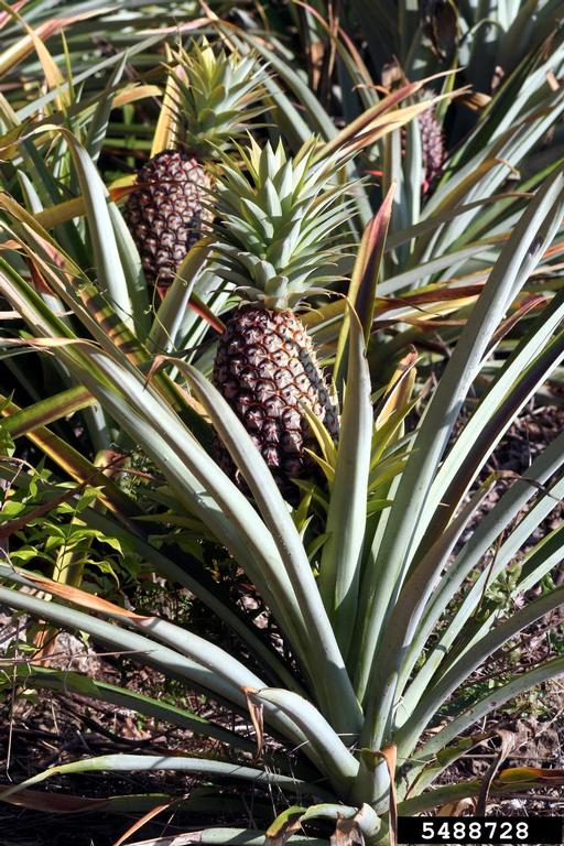 pineapple (Ananas comosus (L.) Merr.)