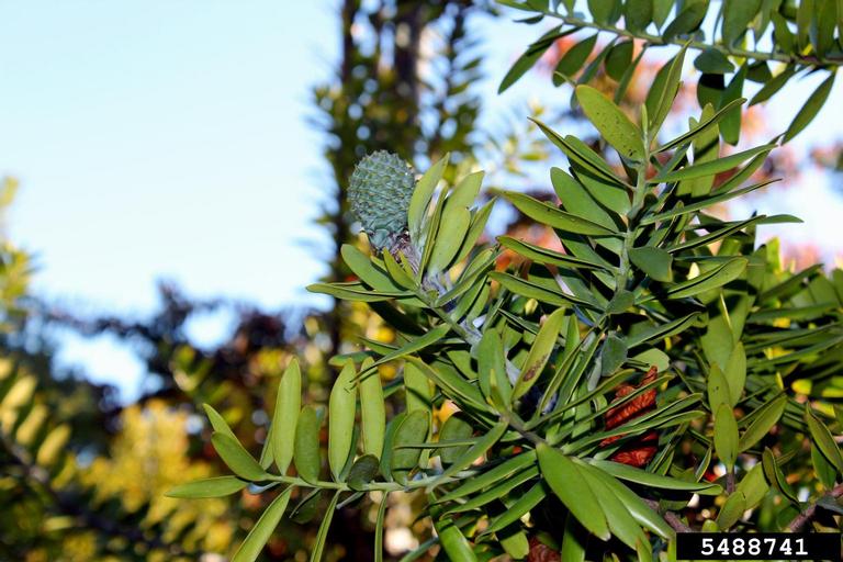 kauri (Agathis australis)