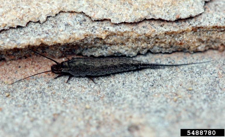 jumping bristletail (Family Meinertellidae Verhoeff, 1910)