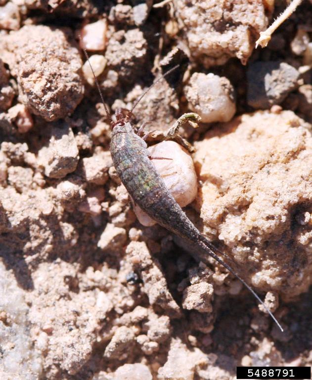 jumping bristletail (Family Meinertellidae Verhoeff, 1910)