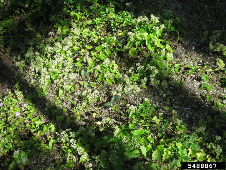 mile-a-minute (Mikania micrantha)