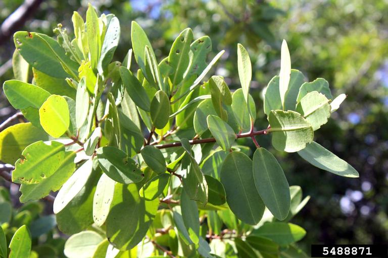 red mangrove (Rhizophora mangle L.)