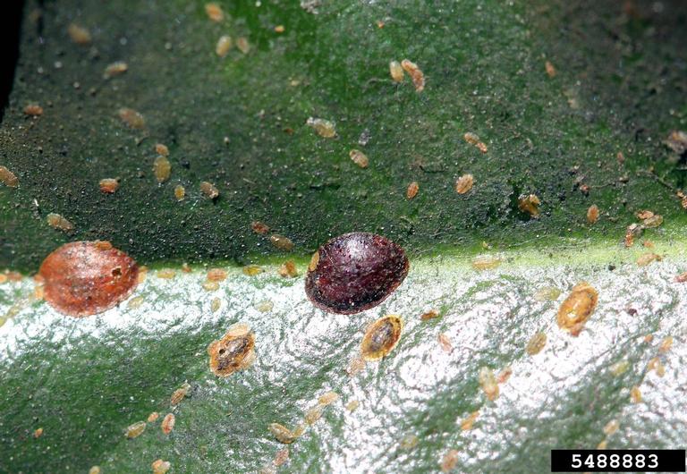 brown soft scale (Coccus hesperidum Linnaeus)