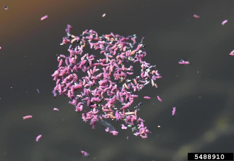 springtails (Family Entomobryidae)
