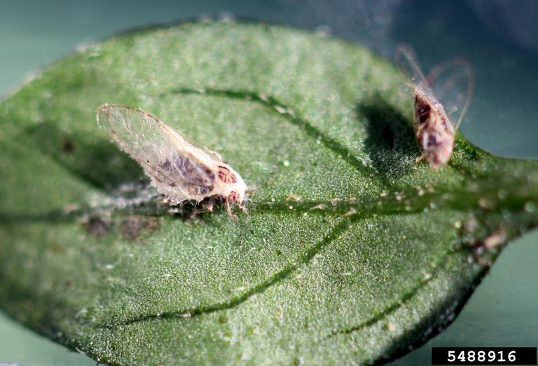entomophagus fungi (Zoophthora radicans (Bref.) A. Batko)