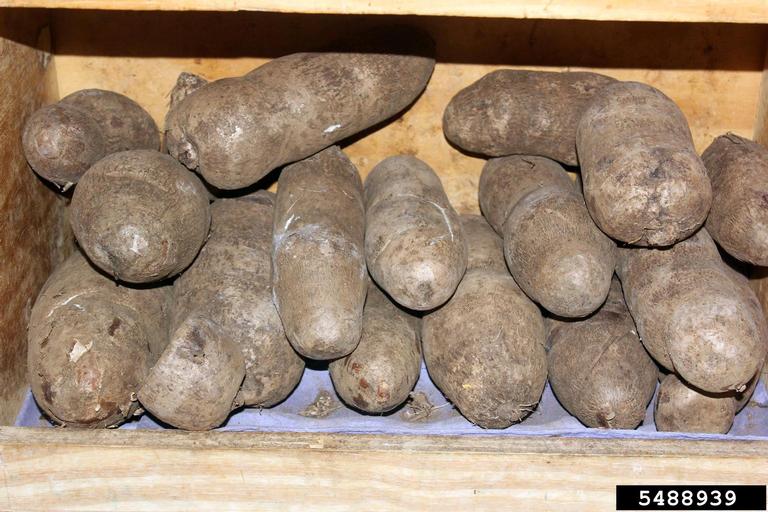 Guinea yam (Dioscorea rotundata)