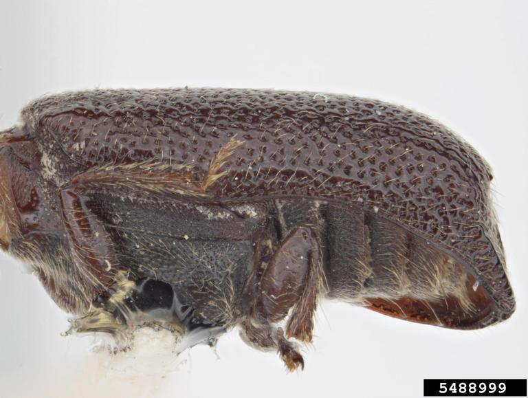 branch and twig borers (Prostephanus punctatus (Say, 1826))