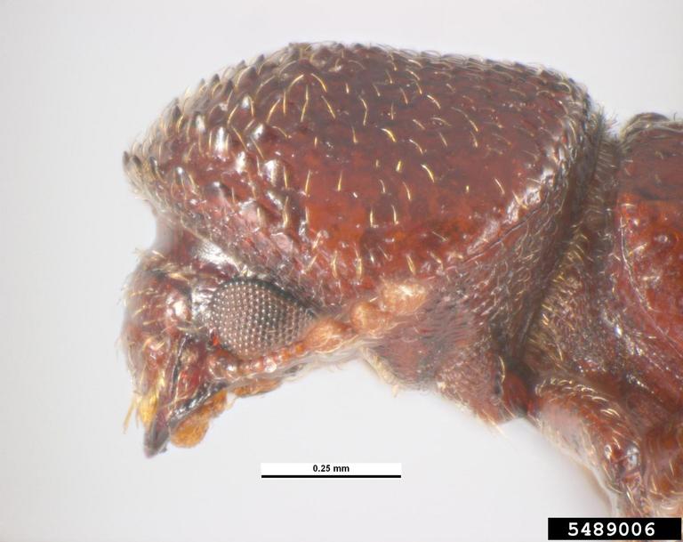 lesser grain borer (Rhyzopertha dominica (Fabricius, 1792))