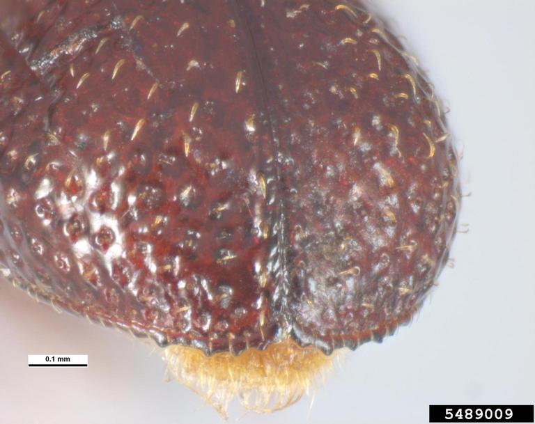 lesser grain borer (Rhyzopertha dominica (Fabricius, 1792))