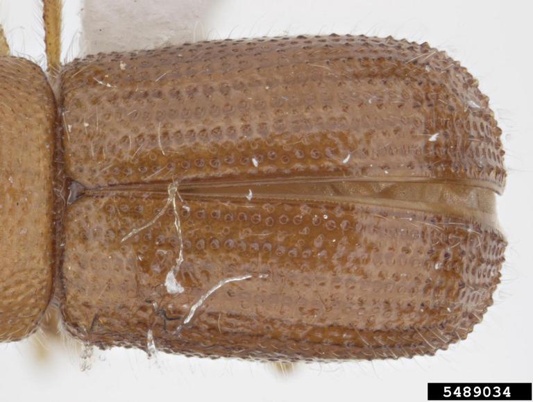 ambrosia beetle (Ambrosiodmus rubricollis Eichhoff, 1875)