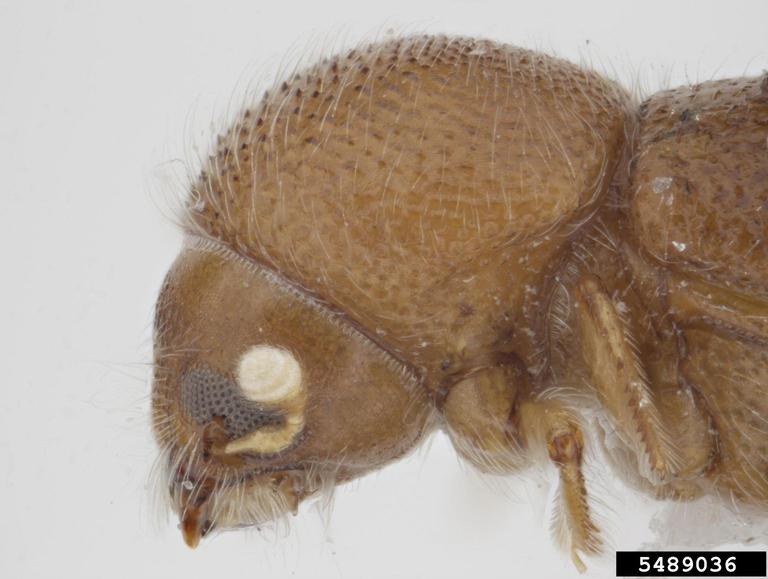 ambrosia beetle (Ambrosiodmus rubricollis Eichhoff, 1875)