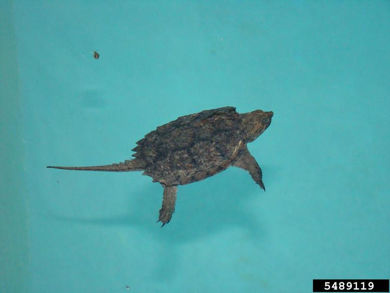 common snapping turtle (Chelydra serpentina (Linnaeus, 1758))