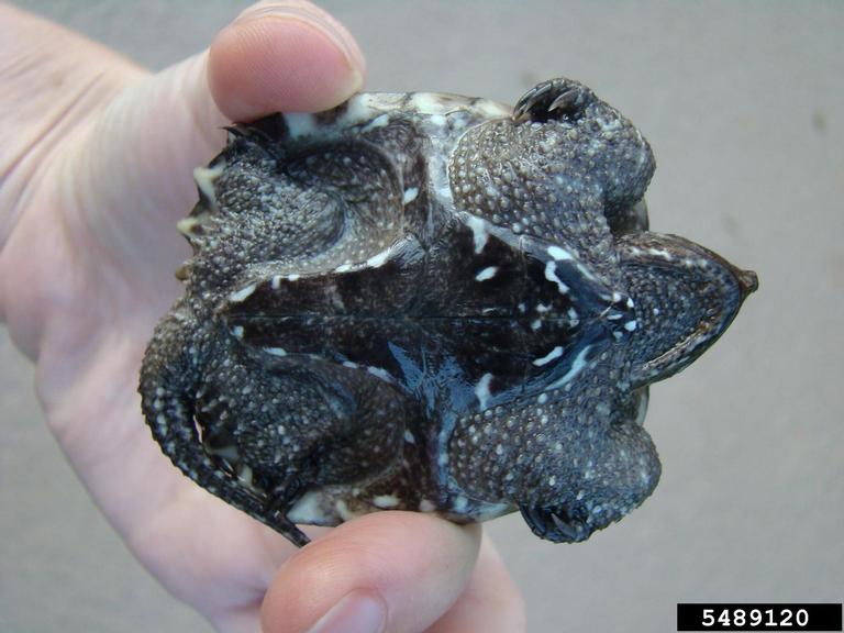 common snapping turtle (Chelydra serpentina)