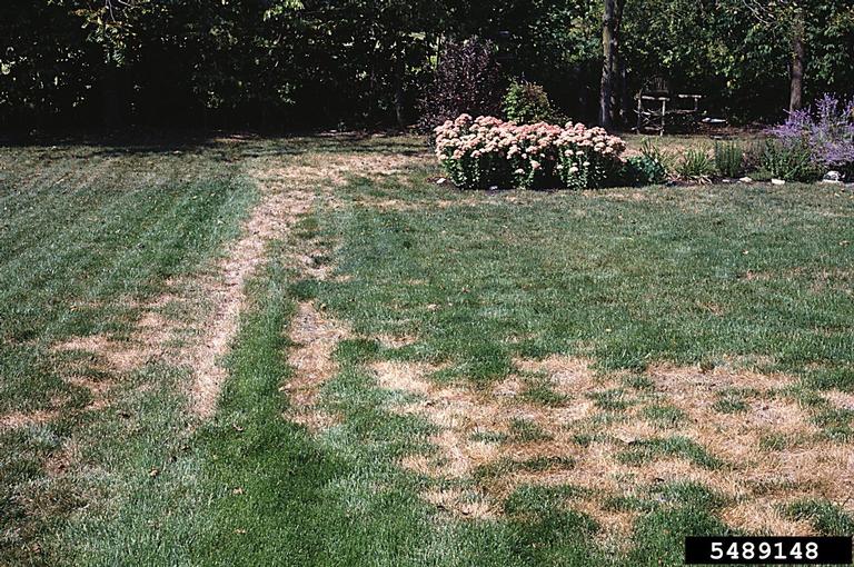 hairy chinch bug (Blissus leucopterus hirtus)