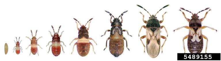 hairy chinch bug (Blissus leucopterus hirtus)