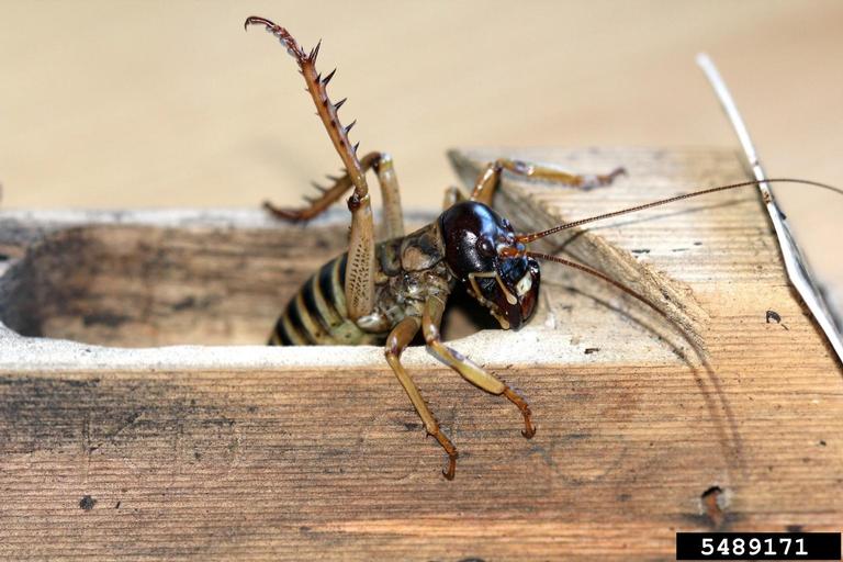 tree weta, Hemideina femorata (Orthoptera: Anostostomatidae) - 5489171