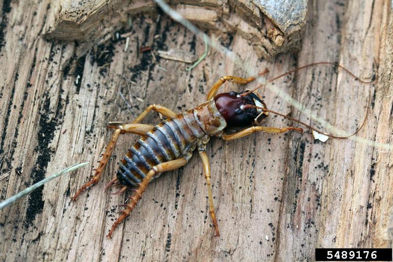 tree weta (Hemideina ricta)