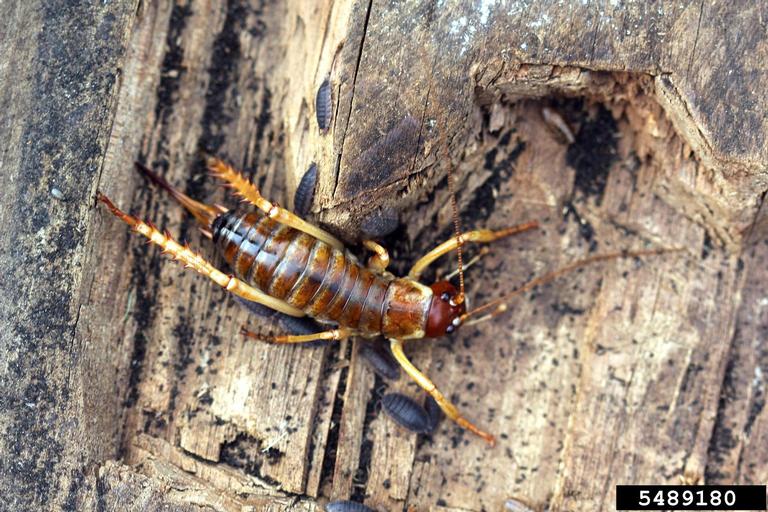 tree weta (Hemideina ricta)