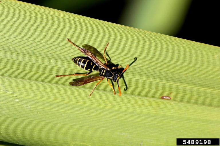 Chinese paper wasp (Polistes chinensis (Fabricius, 1793))