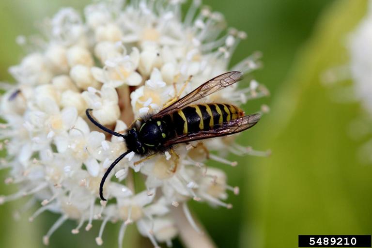 wasp (Vespula vulgaris (Linnaeus, 1758))