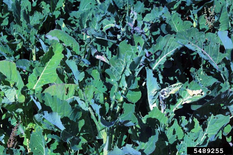 kale (Brassica oleracea var. acephala DC.)