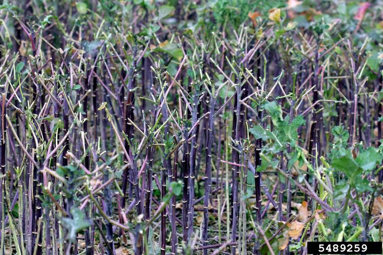 kale (Brassica oleracea var. acephala)