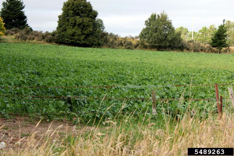 turnip (Brassica rapa ssp. rapa)