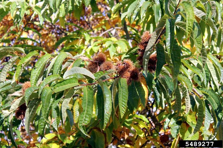 Chinese chestnut (Castanea mollissima)