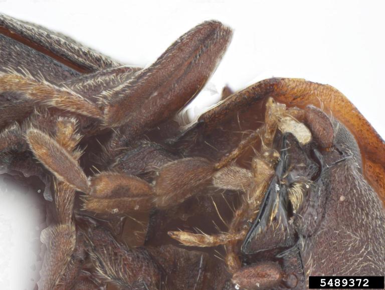 deathwatch beetle (Genus Hemicoelus LeConte, 1861)